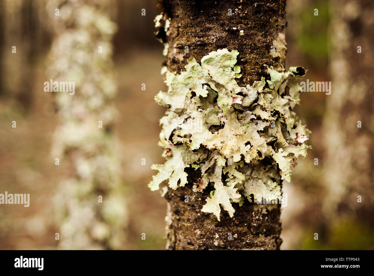 Lichen tree hi-res stock photography and images - Alamy