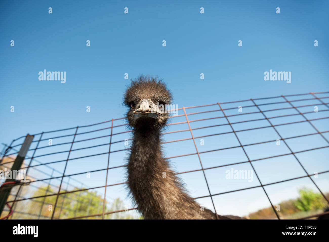 Blue emu hi-res stock photography and images - Alamy