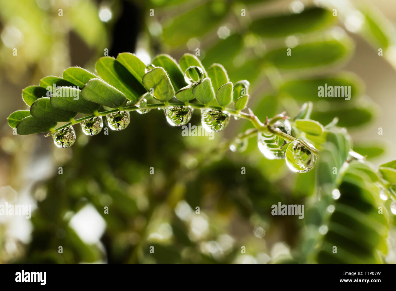 Twigs close up hi-res stock photography and images - Alamy