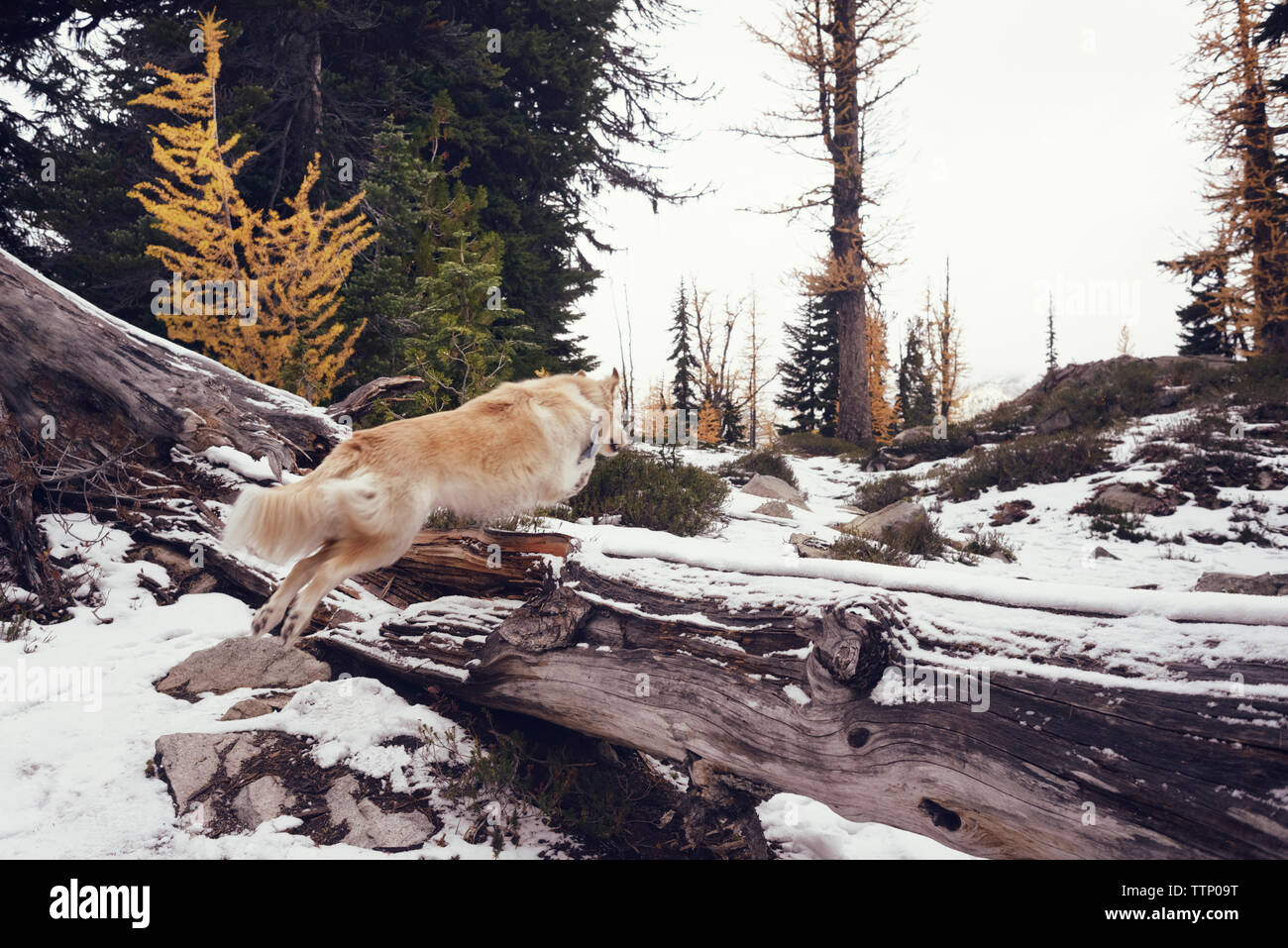 Jumping over trees hi-res stock photography and images - Alamy