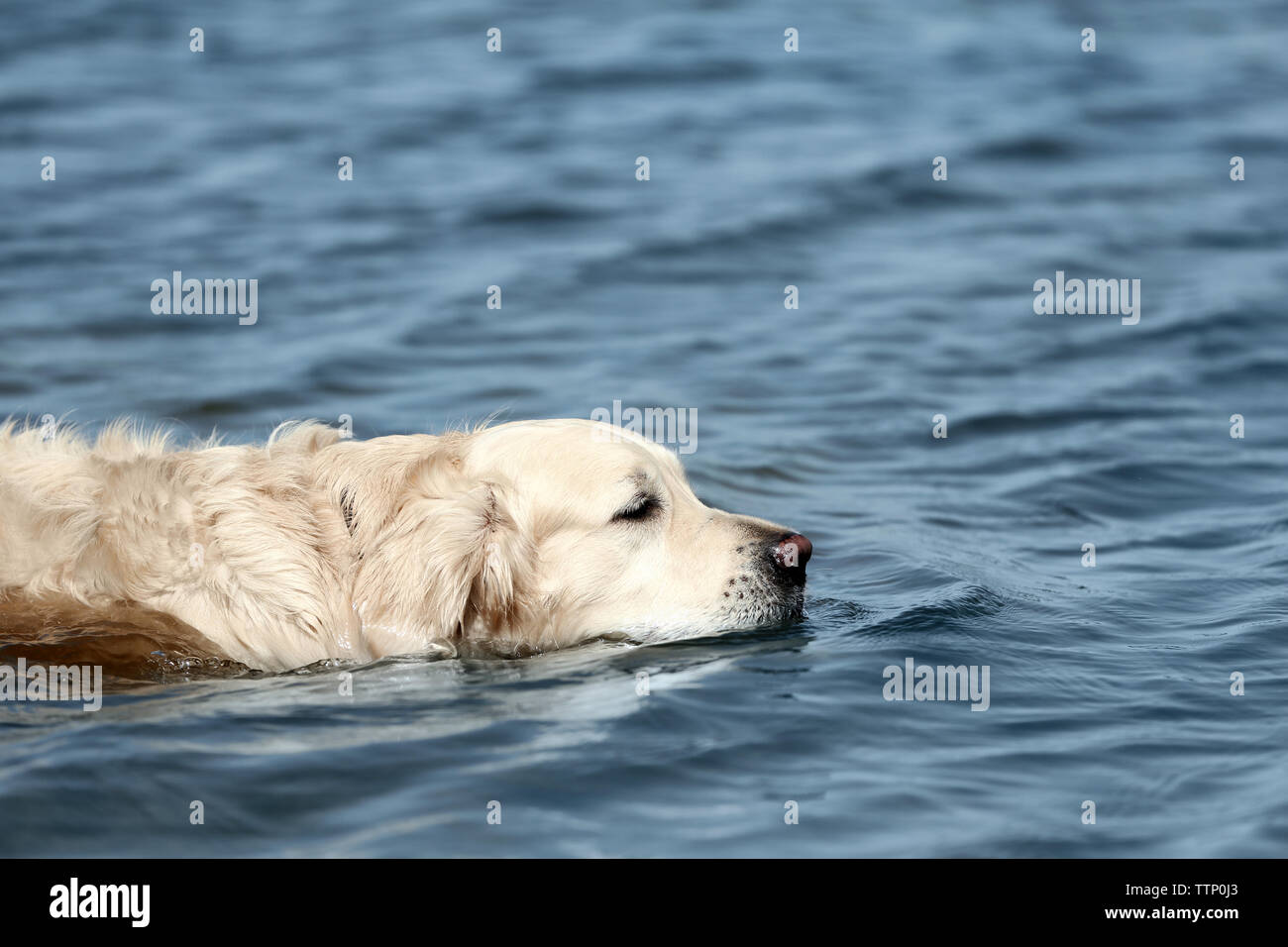 Cute dog in water Stock Photo - Alamy