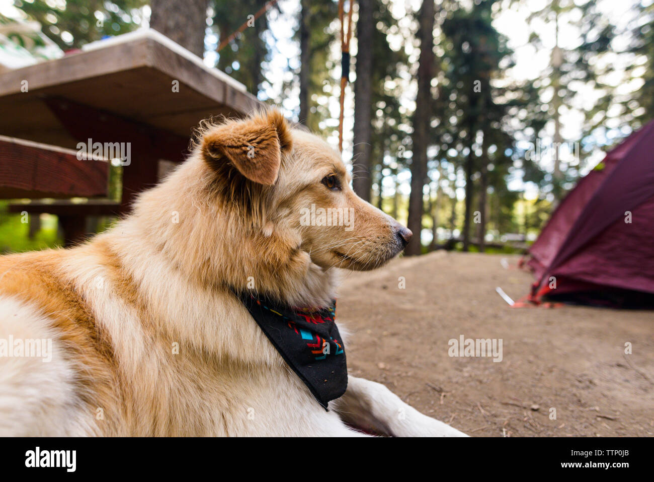 Close-up of dog sitting on ground in forest Stock Photo - Alamy