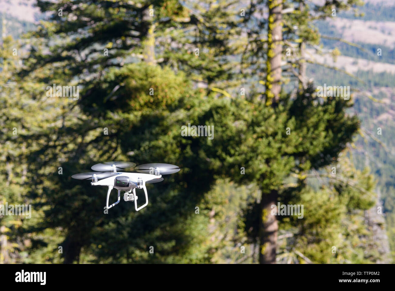 Flying trees forest hi-res stock photography and images - Alamy