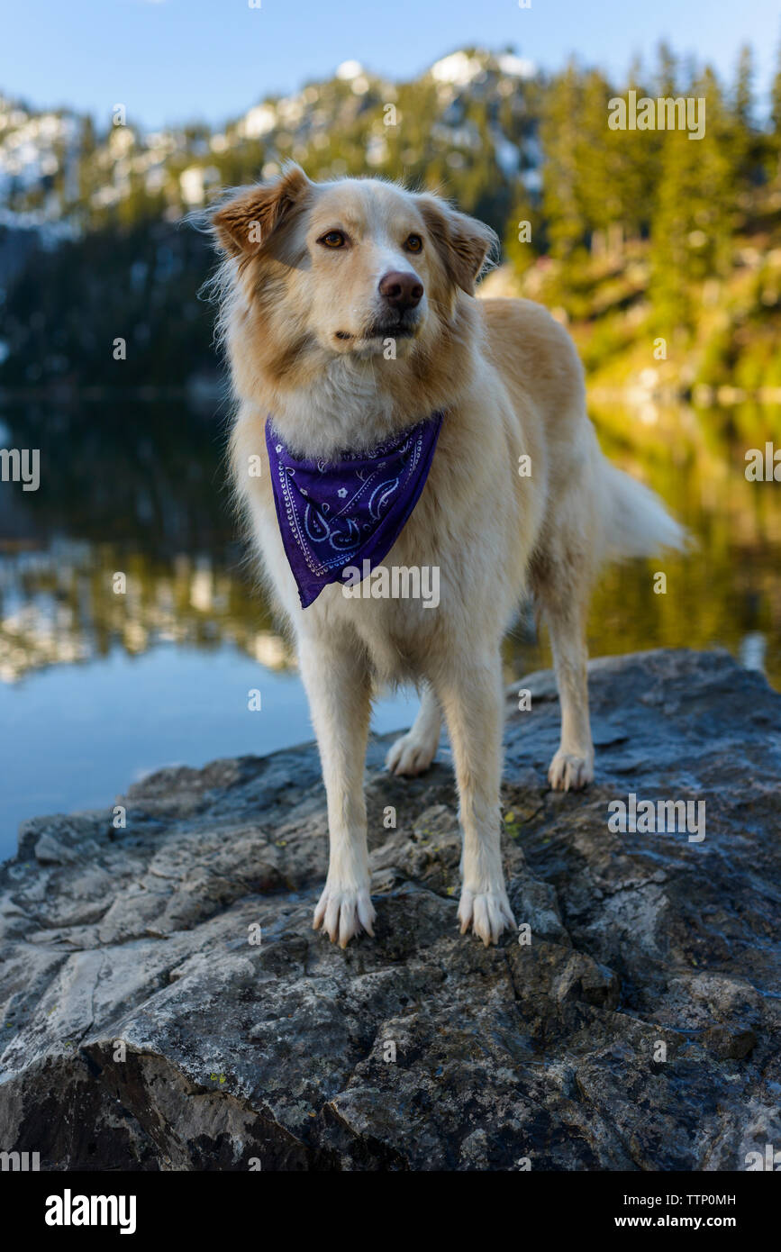 Golden mountain dog on rocks hi-res stock photography and images - Alamy