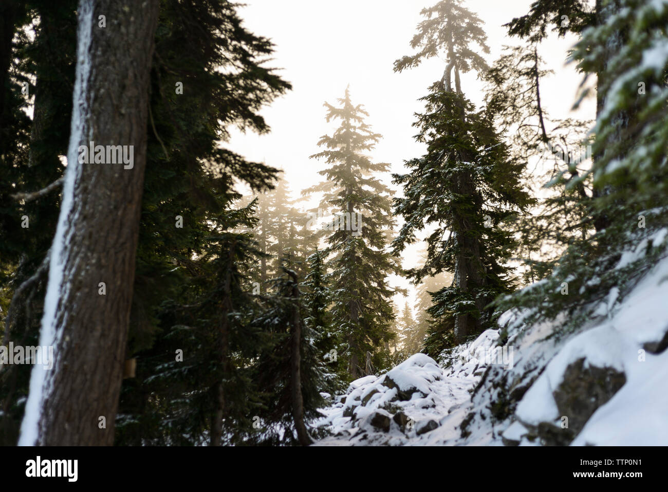 Hill covered with trees hi-res stock photography and images - Alamy