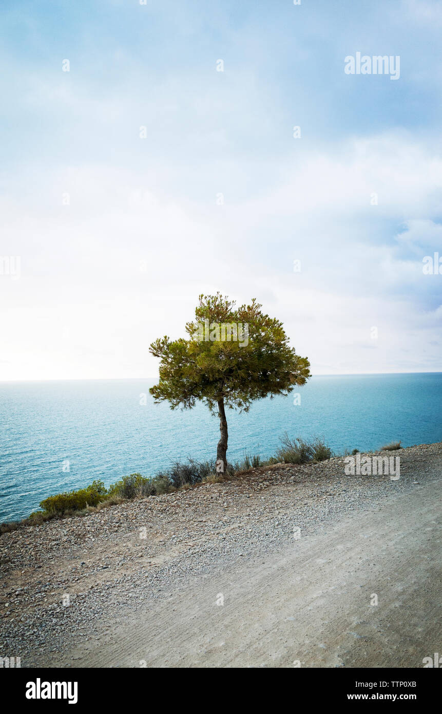 Tree over the road hi-res stock photography and images - Alamy