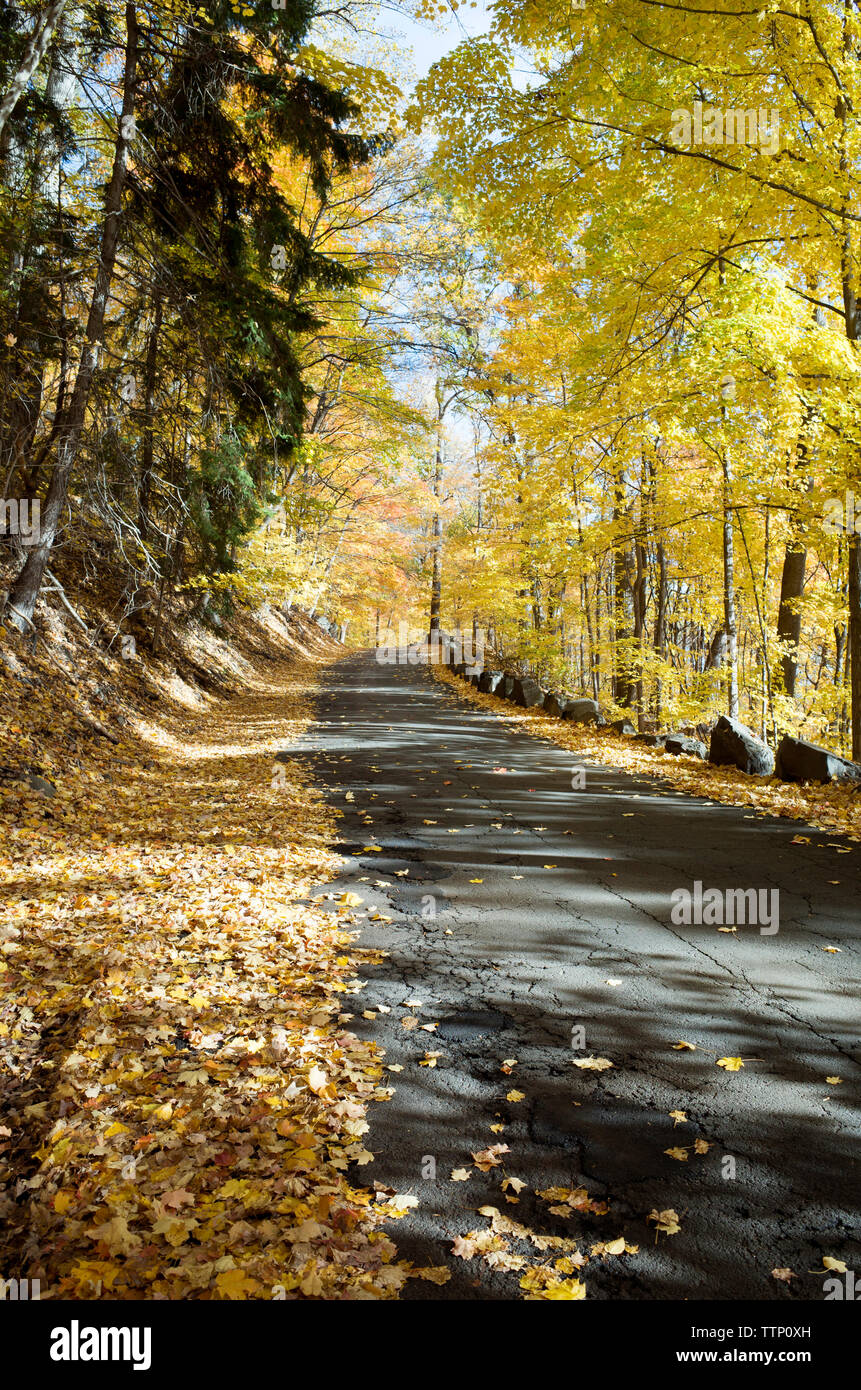 Messy street amidst trees during autumn Stock Photo - Alamy