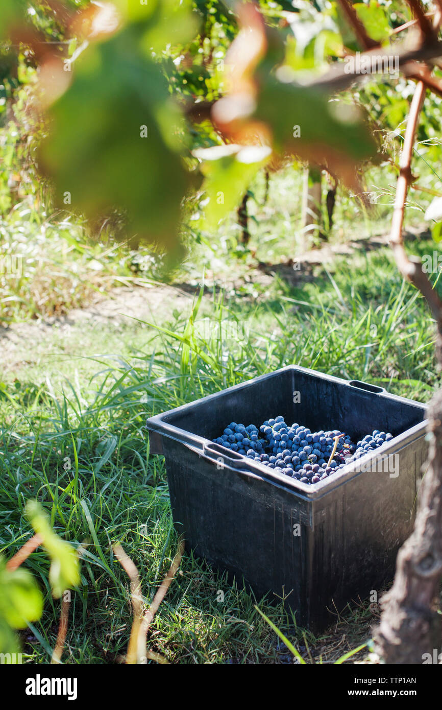 High angle view of grapes in crate in vineyard Stock Photo - Alamy