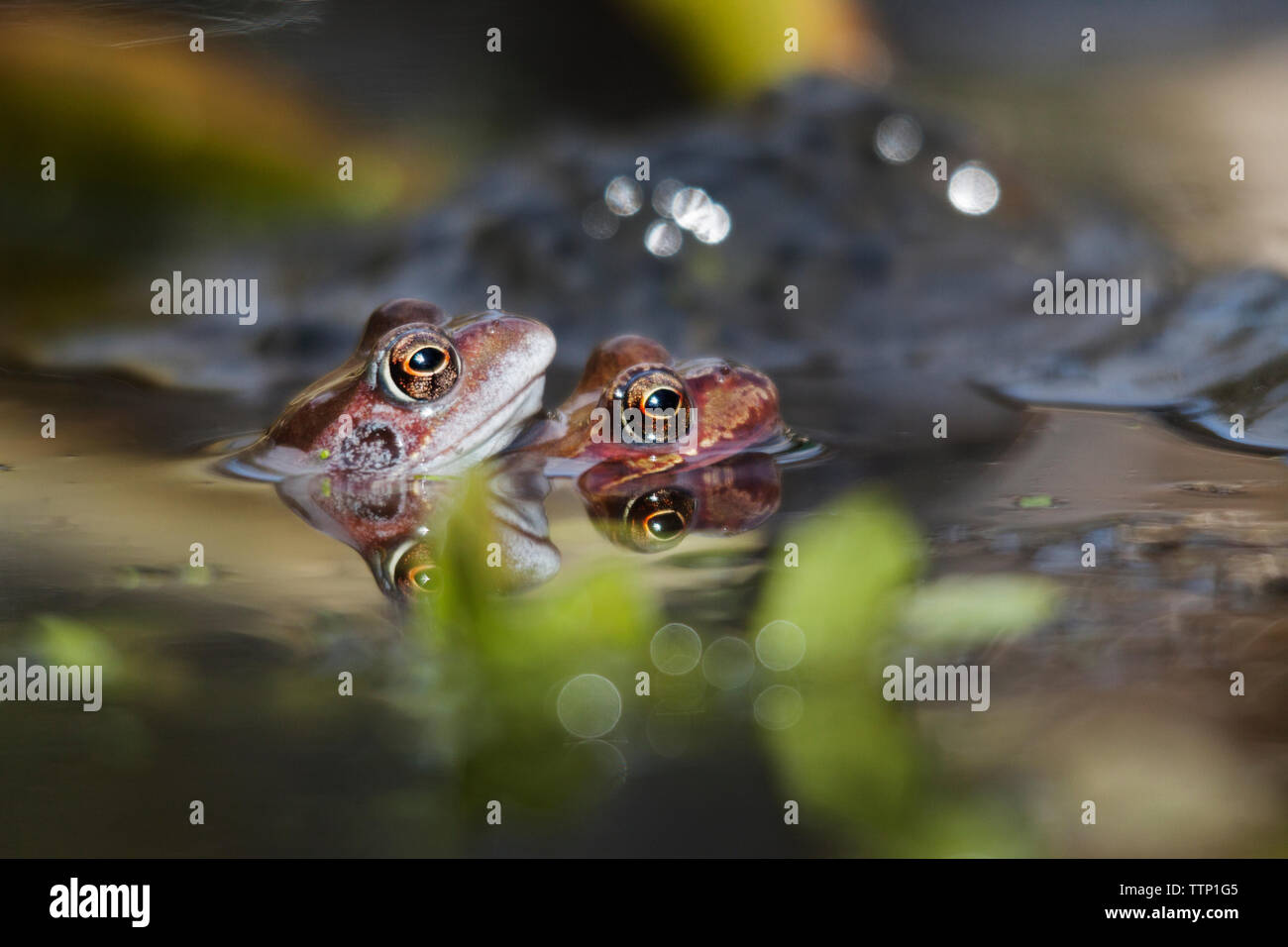 Frogs up close hi-res stock photography and images - Alamy