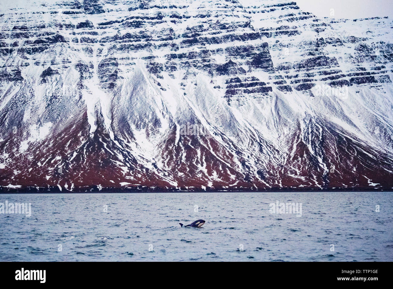 Mountain white fish hi-res stock photography and images - Alamy
