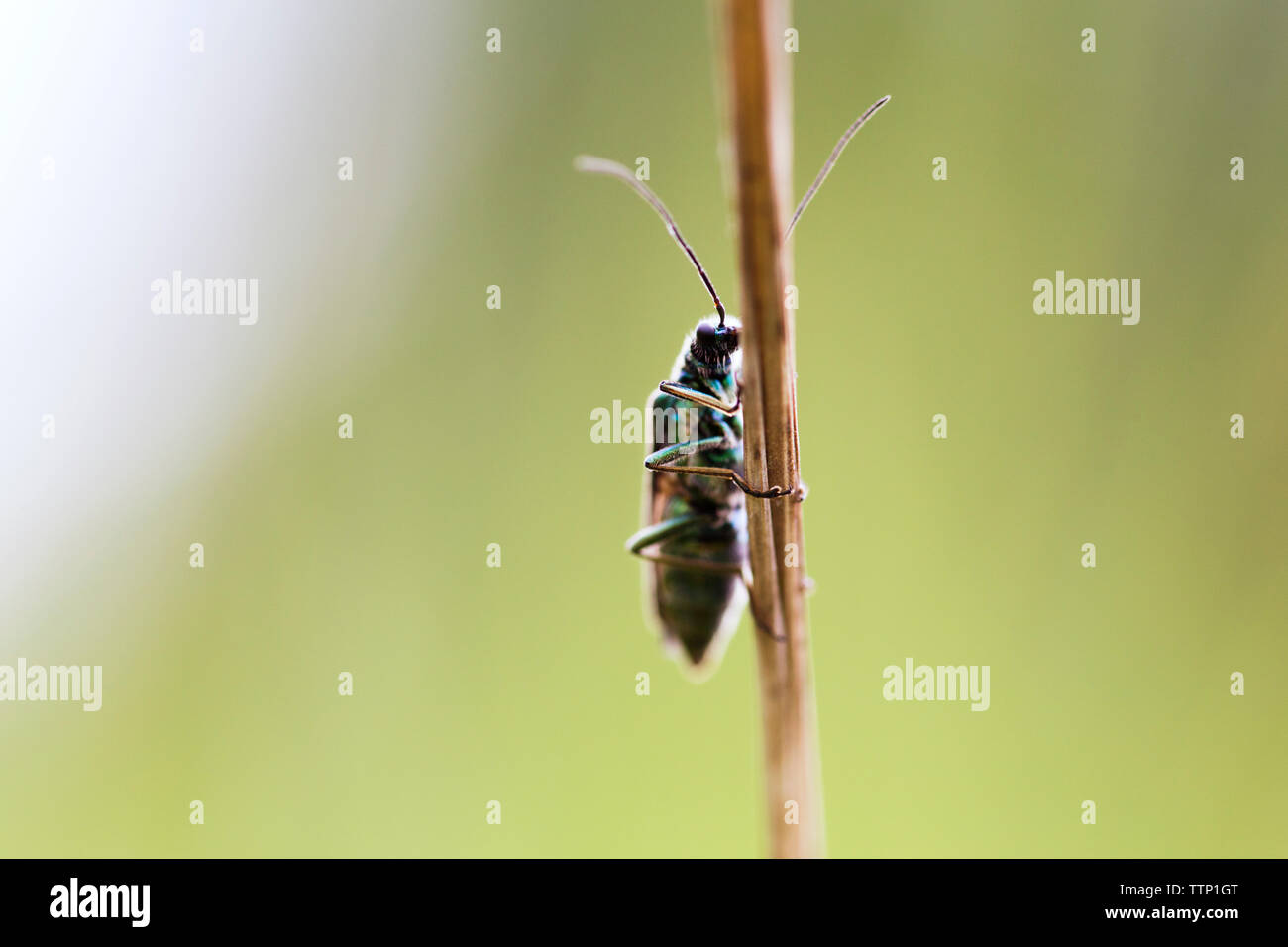 Insect behavior hi-res stock photography and images - Alamy