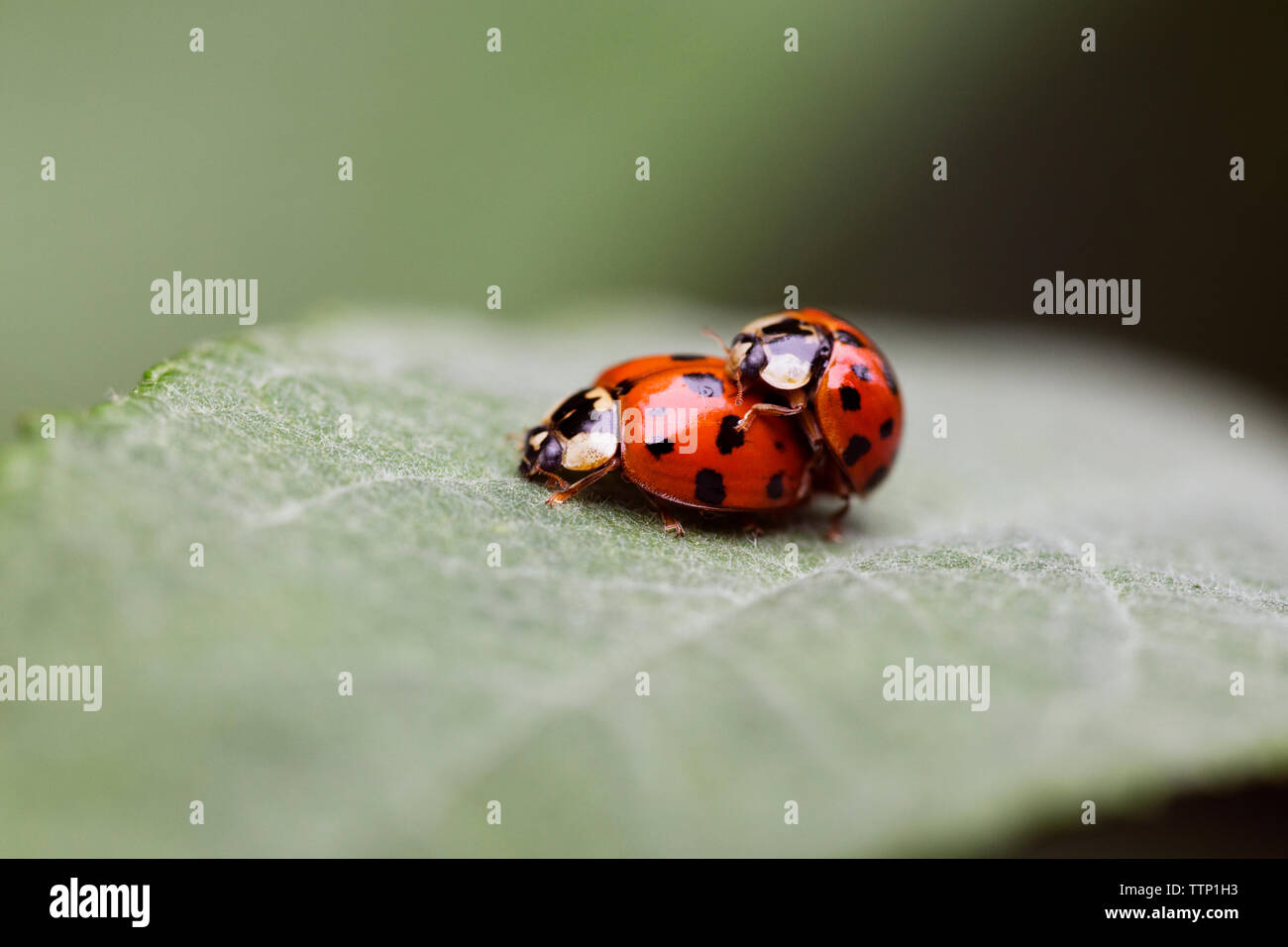 Selective mating hi-res stock photography and images - Alamy