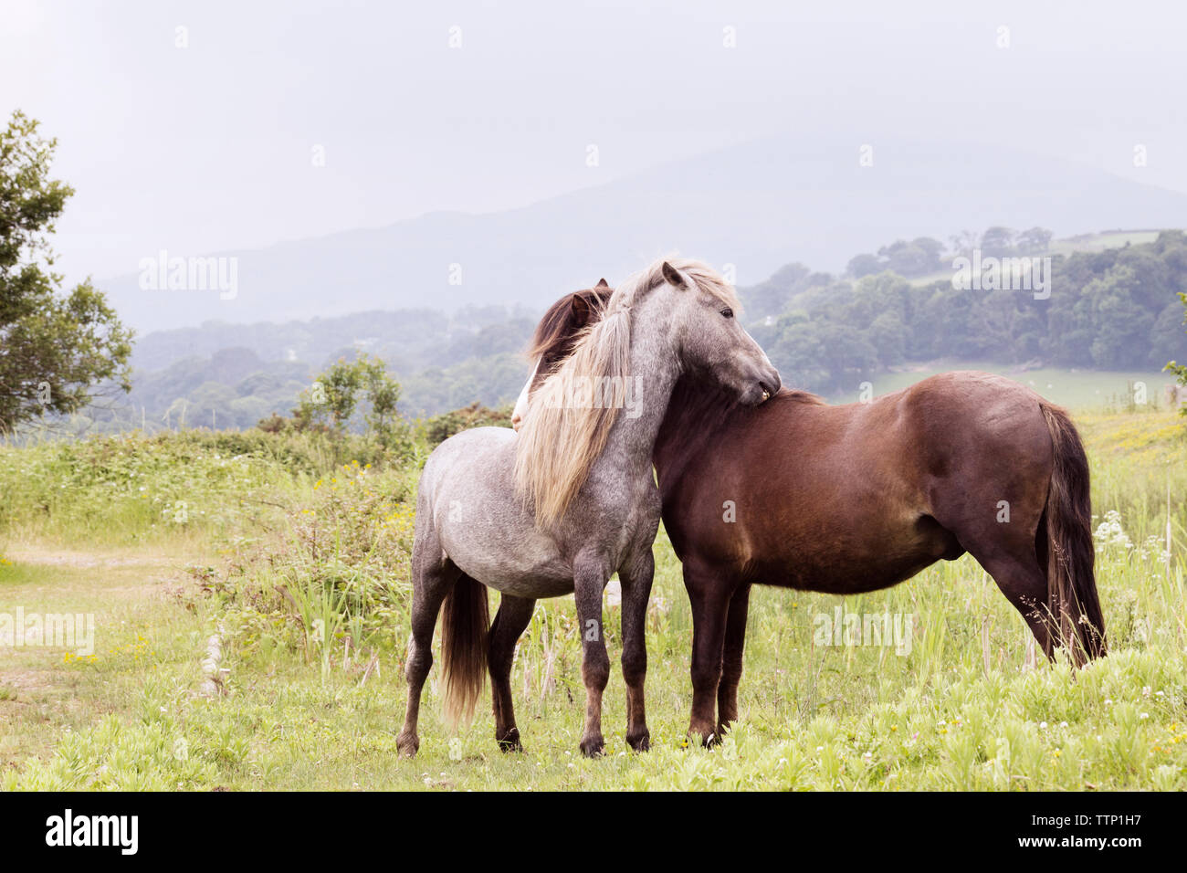 Horses standing together hi-res stock photography and images - Alamy