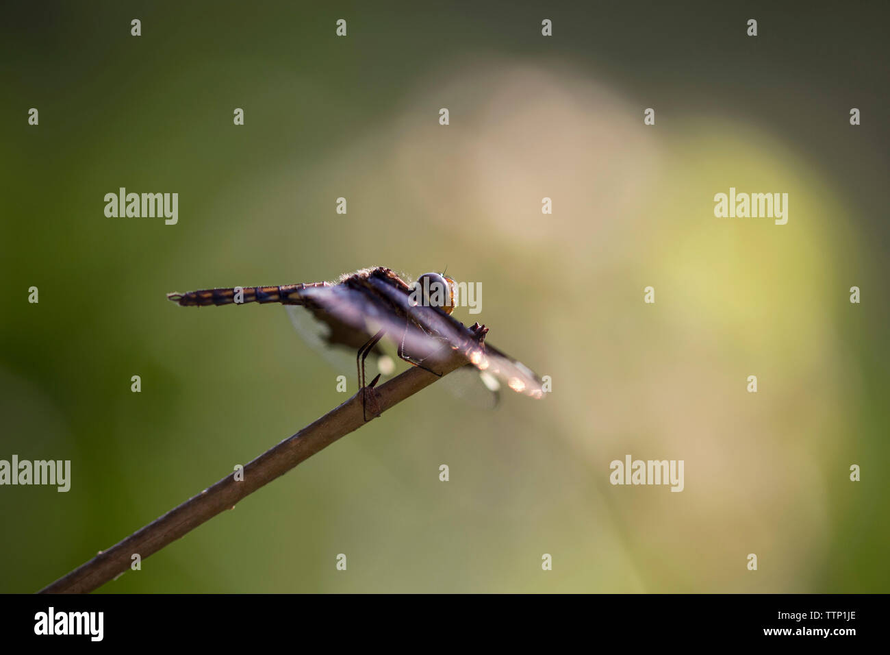 Low angle close-up of fly on plant stem Stock Photo - Alamy