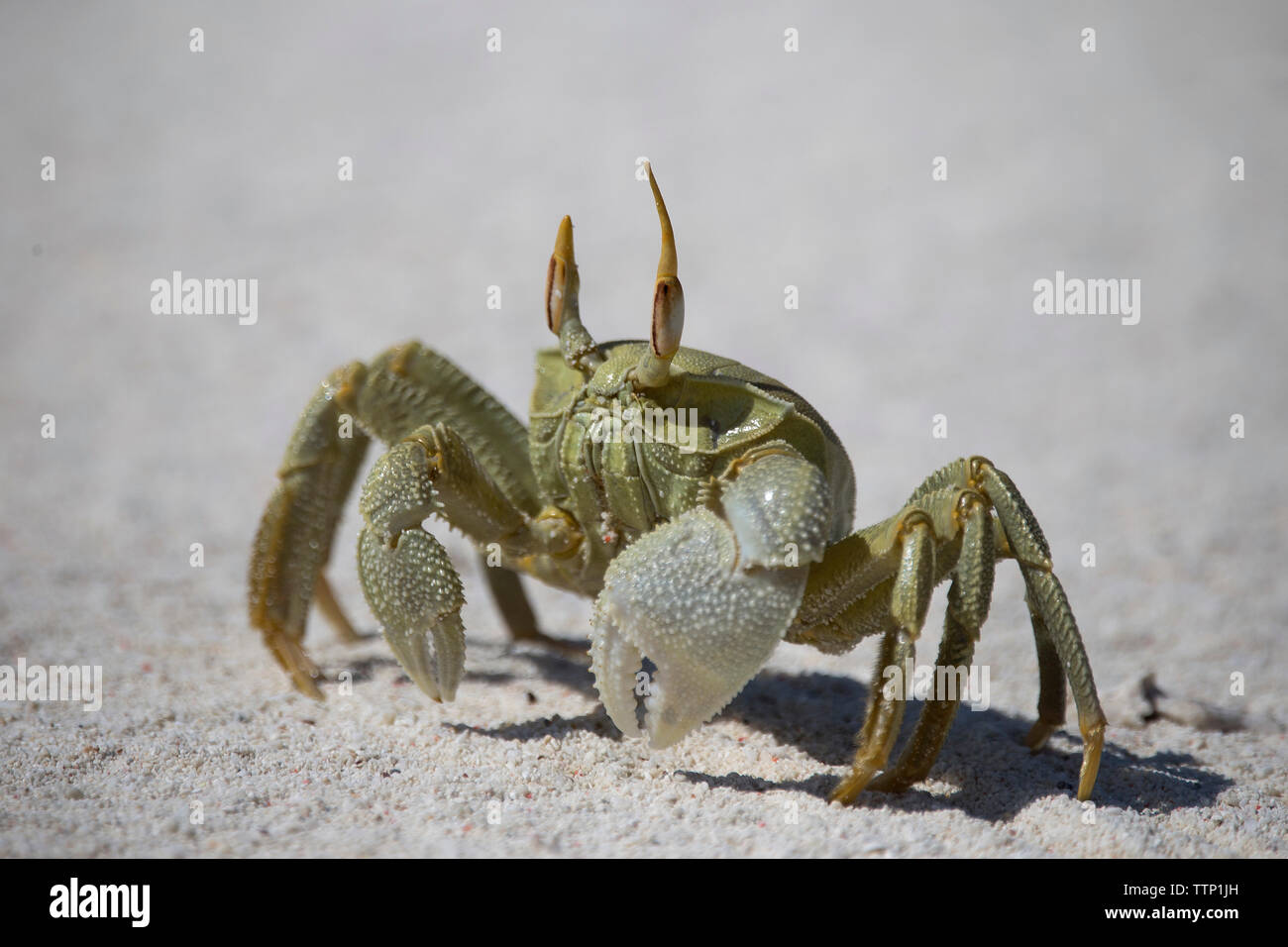 Walking crab hi-res stock photography and images - Alamy