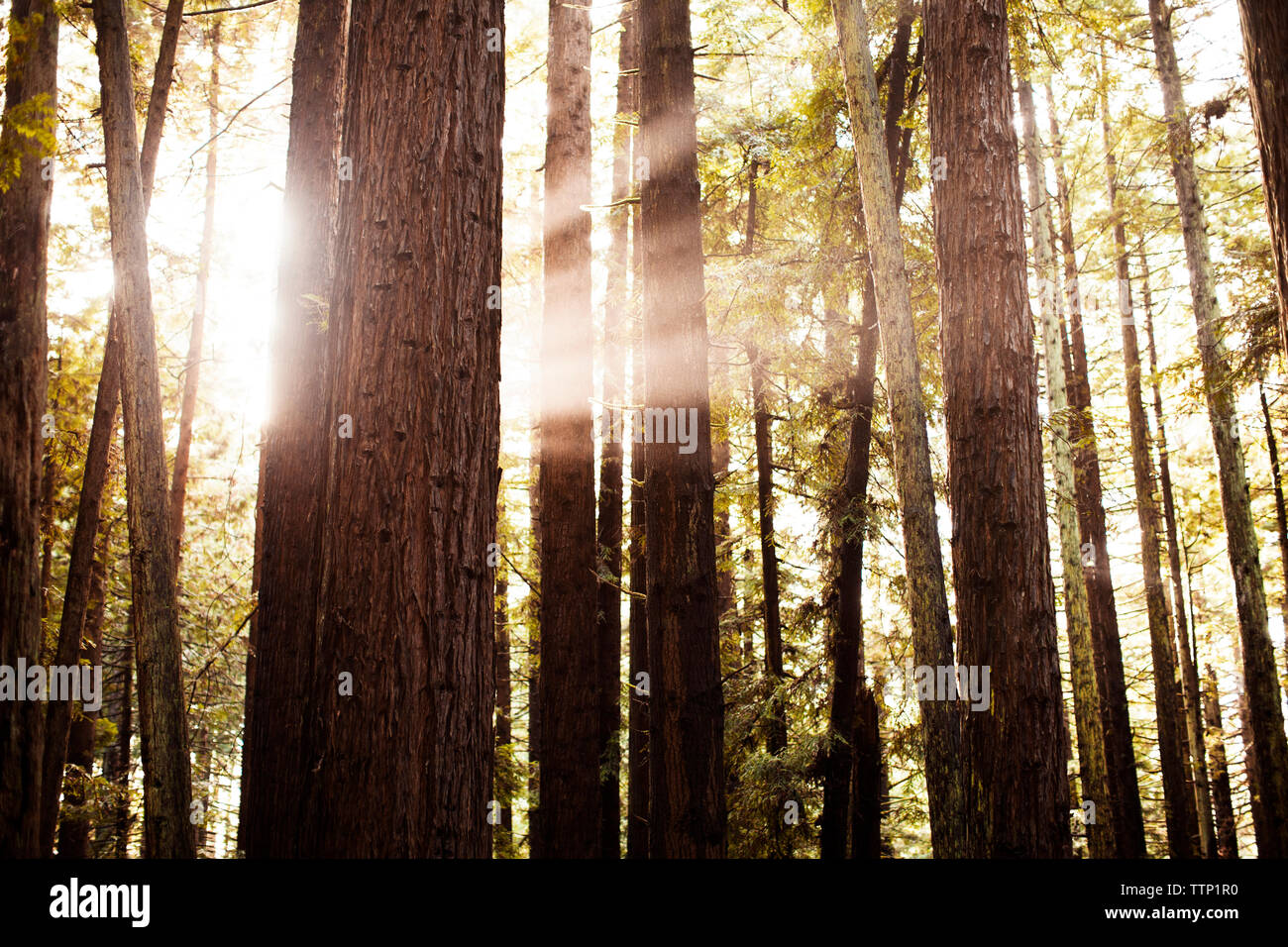 Sunlight through trees in forest hi-res stock photography and images ...