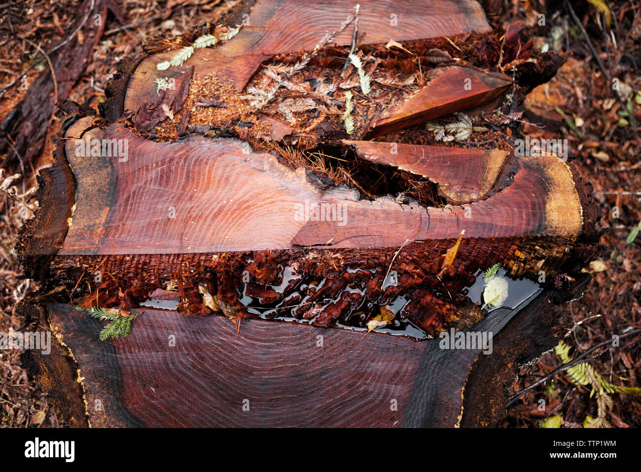 Old man tree stump hi-res stock photography and images - Alamy