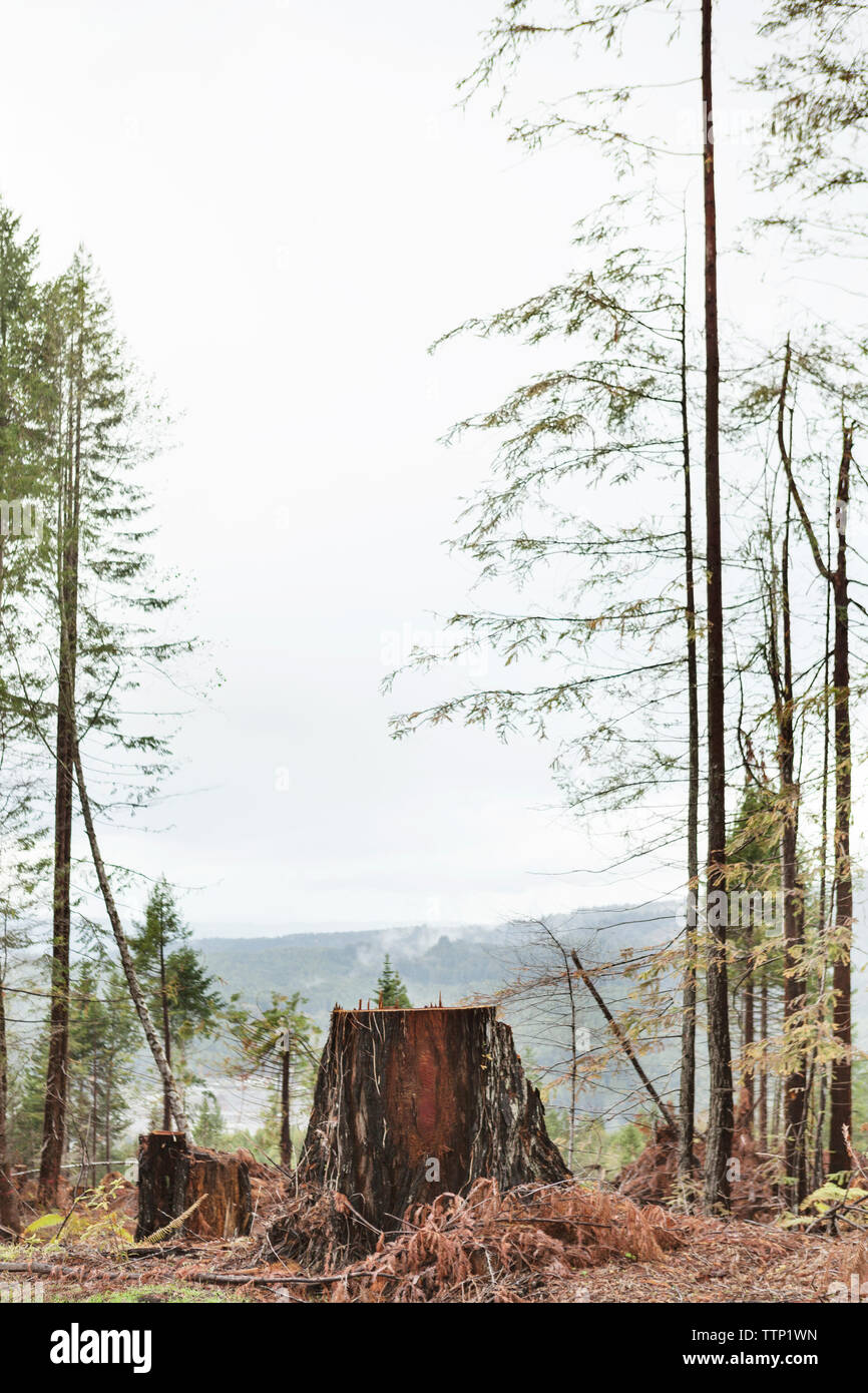 Stump mountain hi-res stock photography and images - Alamy