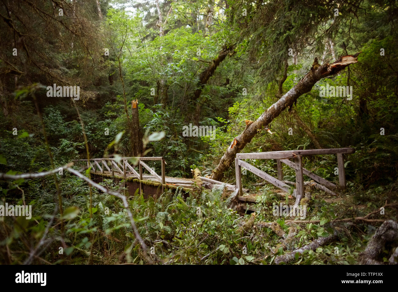 Old abandoned forest bridge hi-res stock photography and images - Alamy