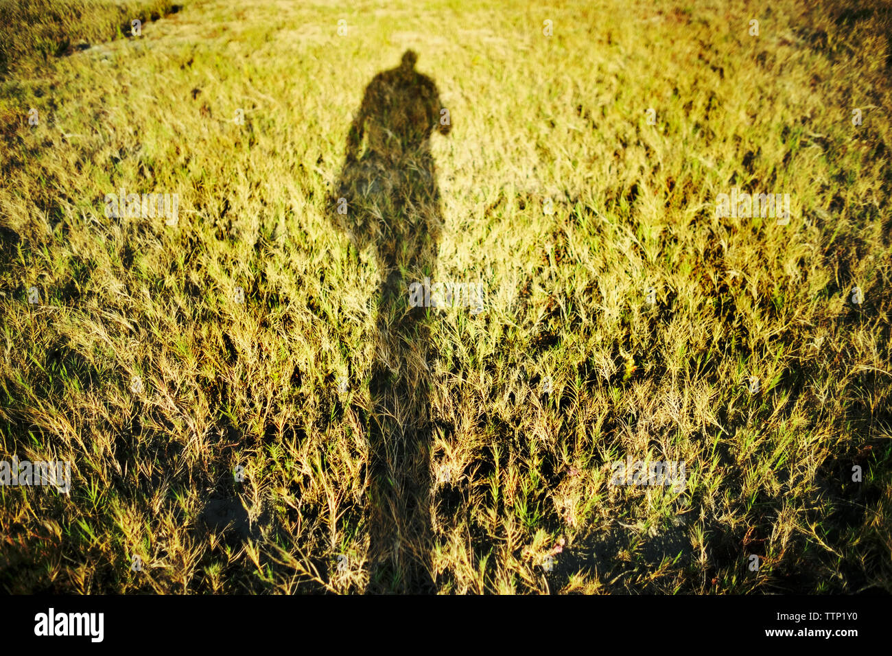 Growth shadow hi-res stock photography and images - Alamy