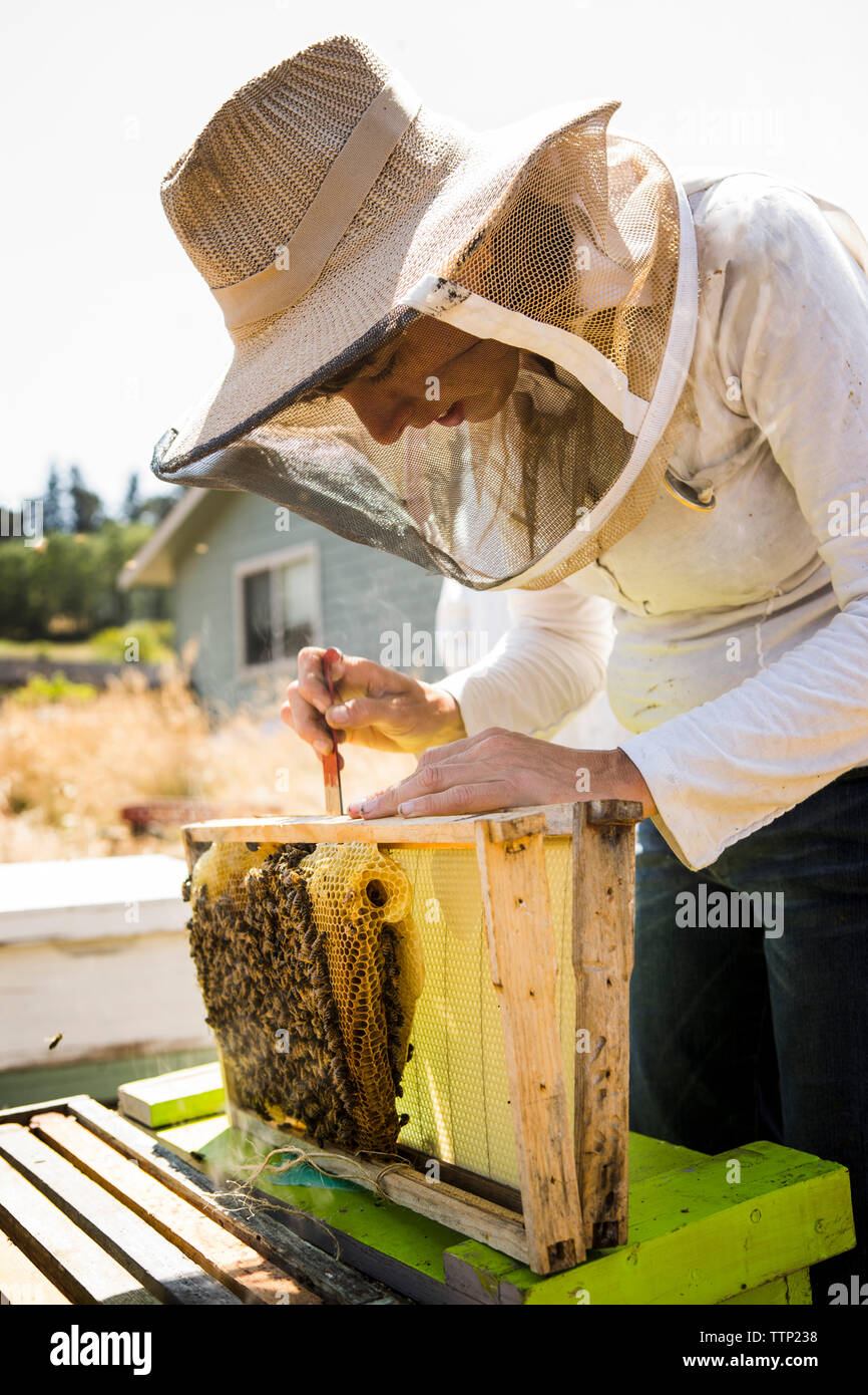 Female beekeeper working at field Stock Photo - Alamy