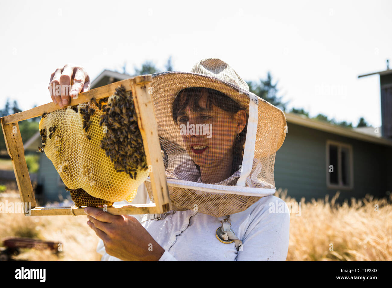 Female beekeeper examining honeycomb frame during sunny day Stock Photo ...