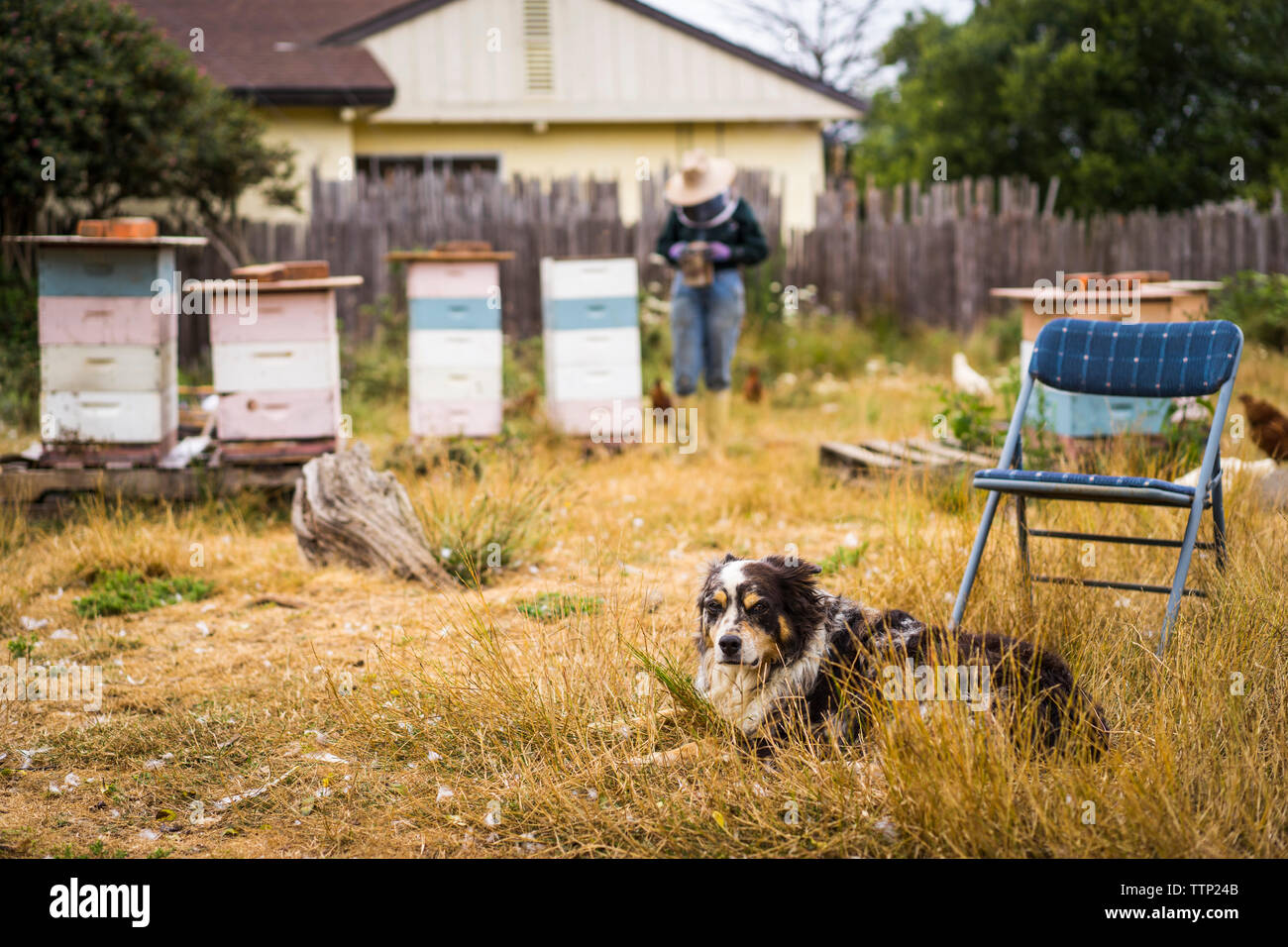 Dog resting on grassy field with beekeeper working in background Stock ...