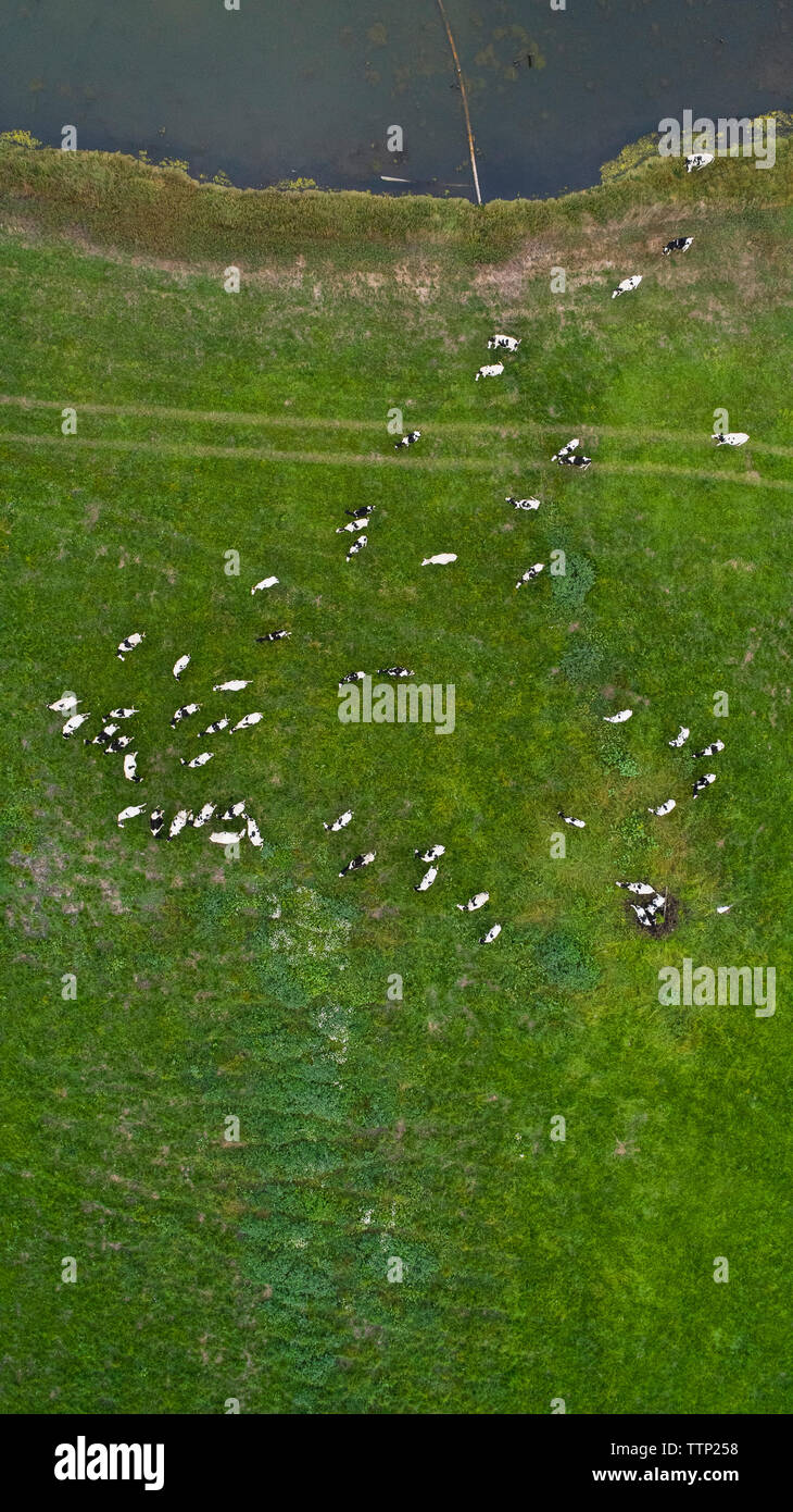 Overhead of herd of cattle hi-res stock photography and images - Alamy