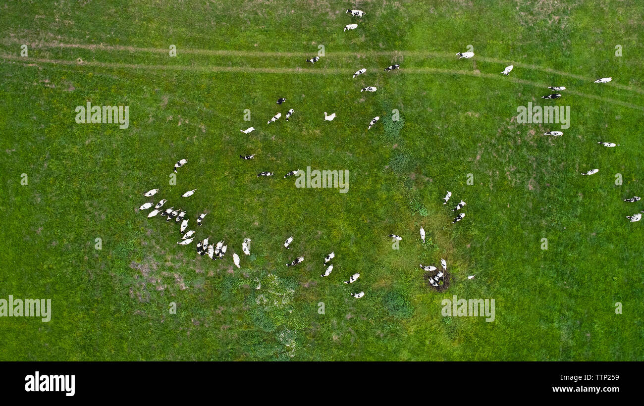 Overhead view of cattle grazing on grassy field Stock Photo - Alamy