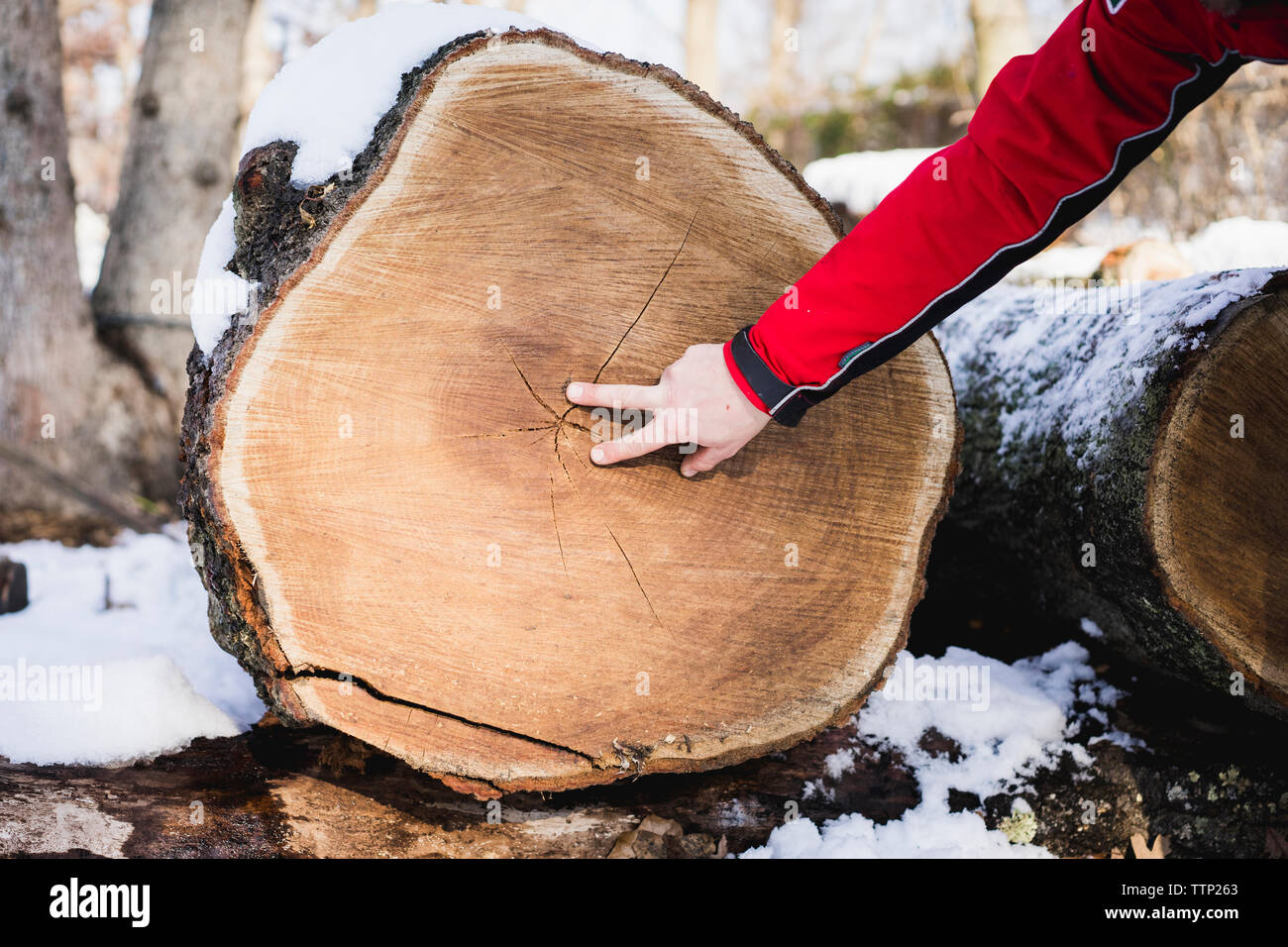 Old man tree stump hi-res stock photography and images - Alamy
