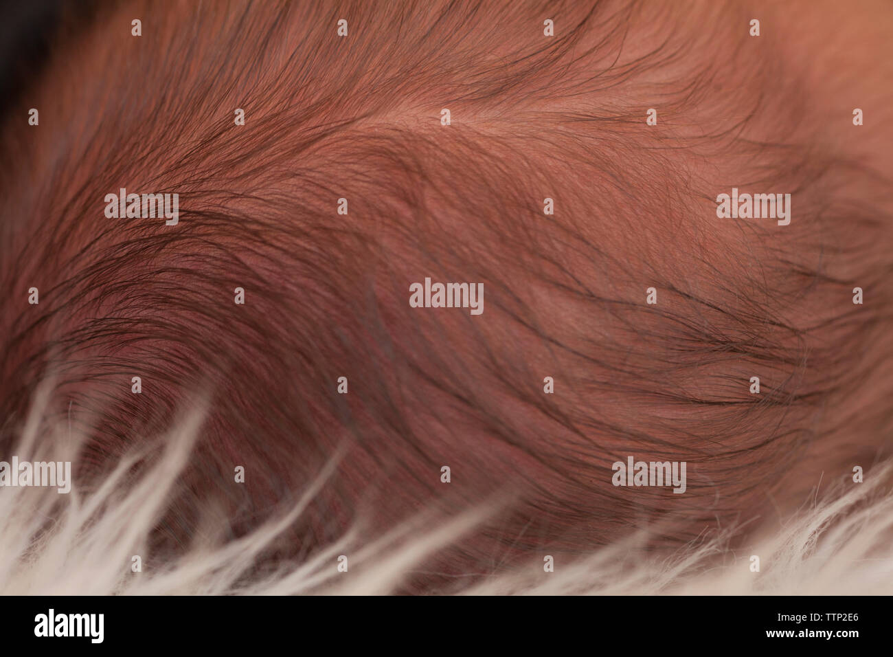 Newborn baby hair hi-res stock photography and images - Alamy