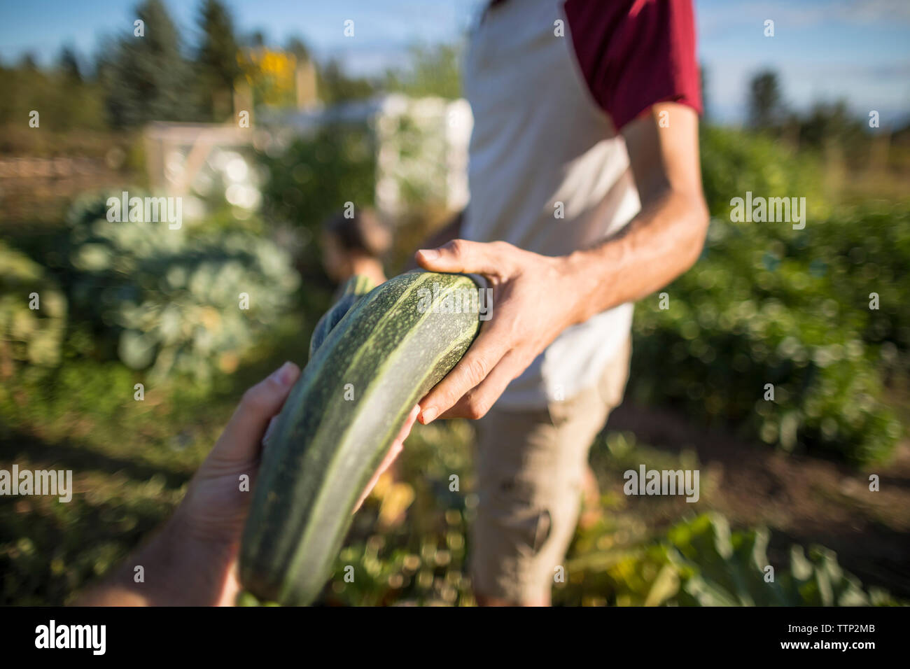 Midsection of man giving zucchini to friend while standing at vegetable ...