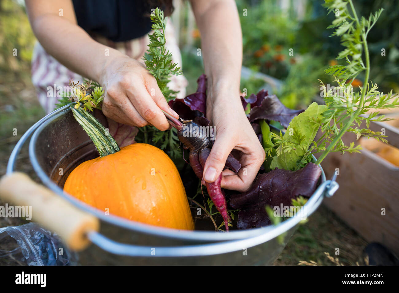 Midsection of woman washing vegetables in bucket at community garden ...