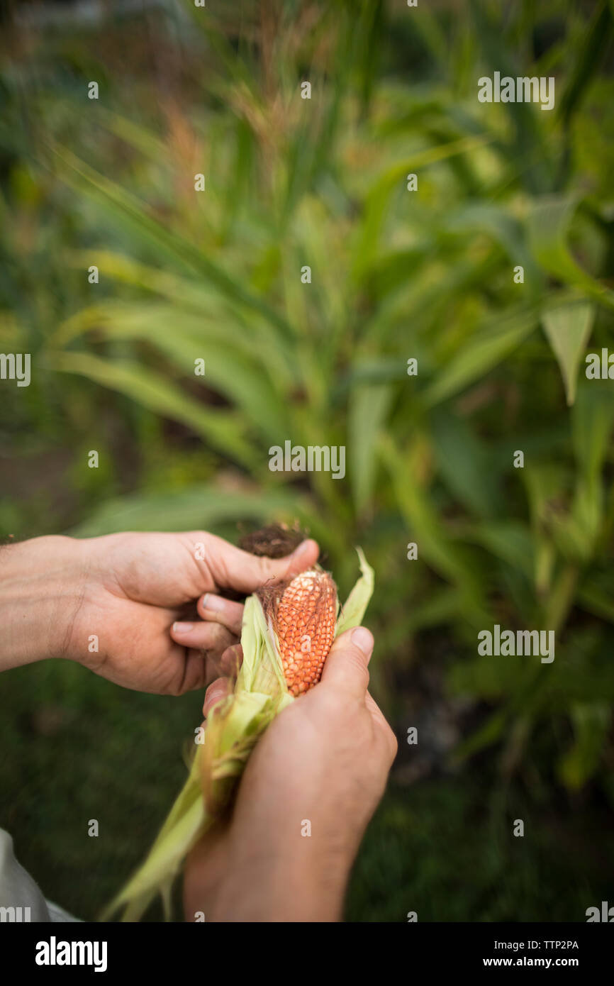 Corn Husking High Resolution Stock Photography and Images - Alamy