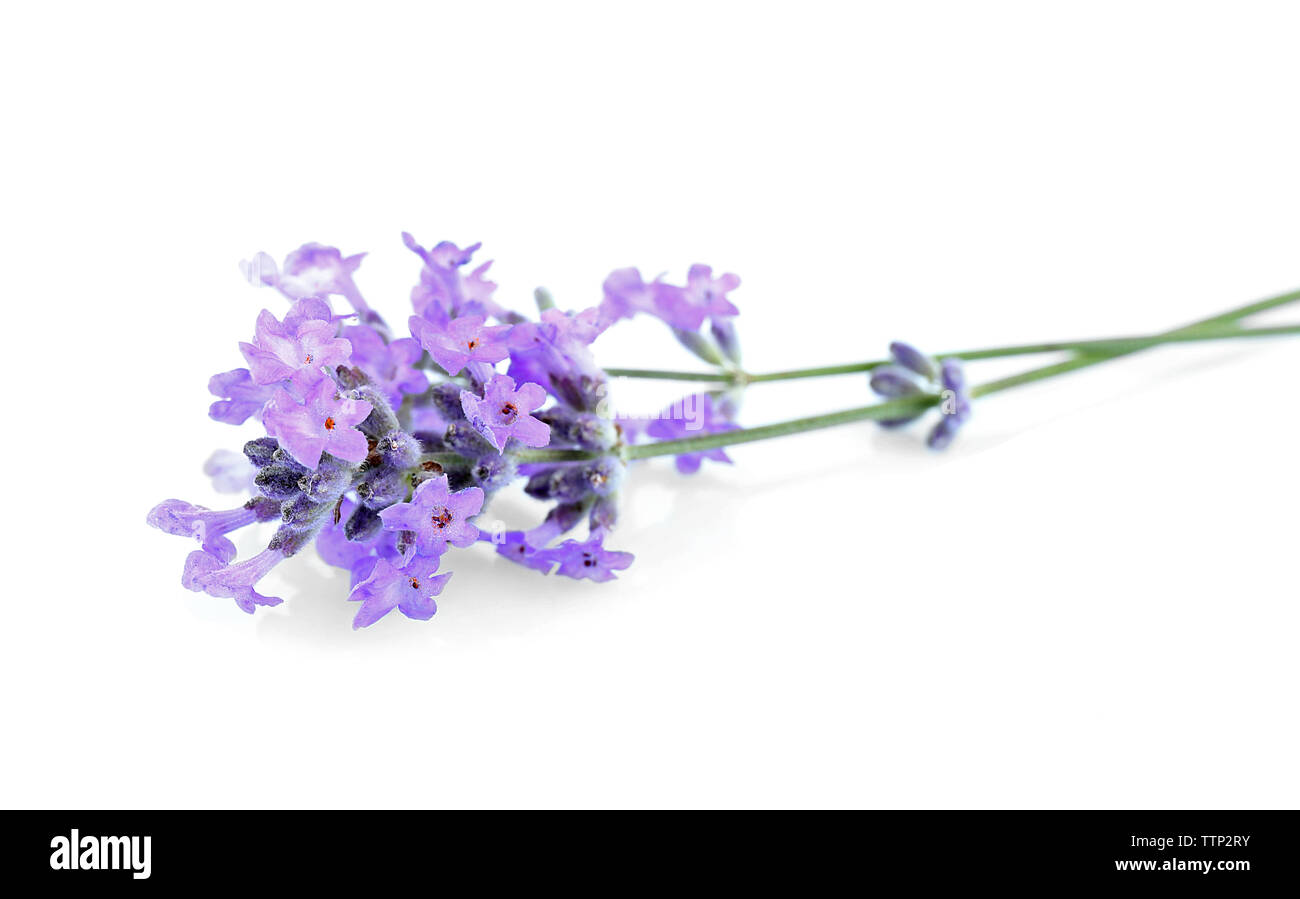 Lavender flowers on light background Stock Photo - Alamy