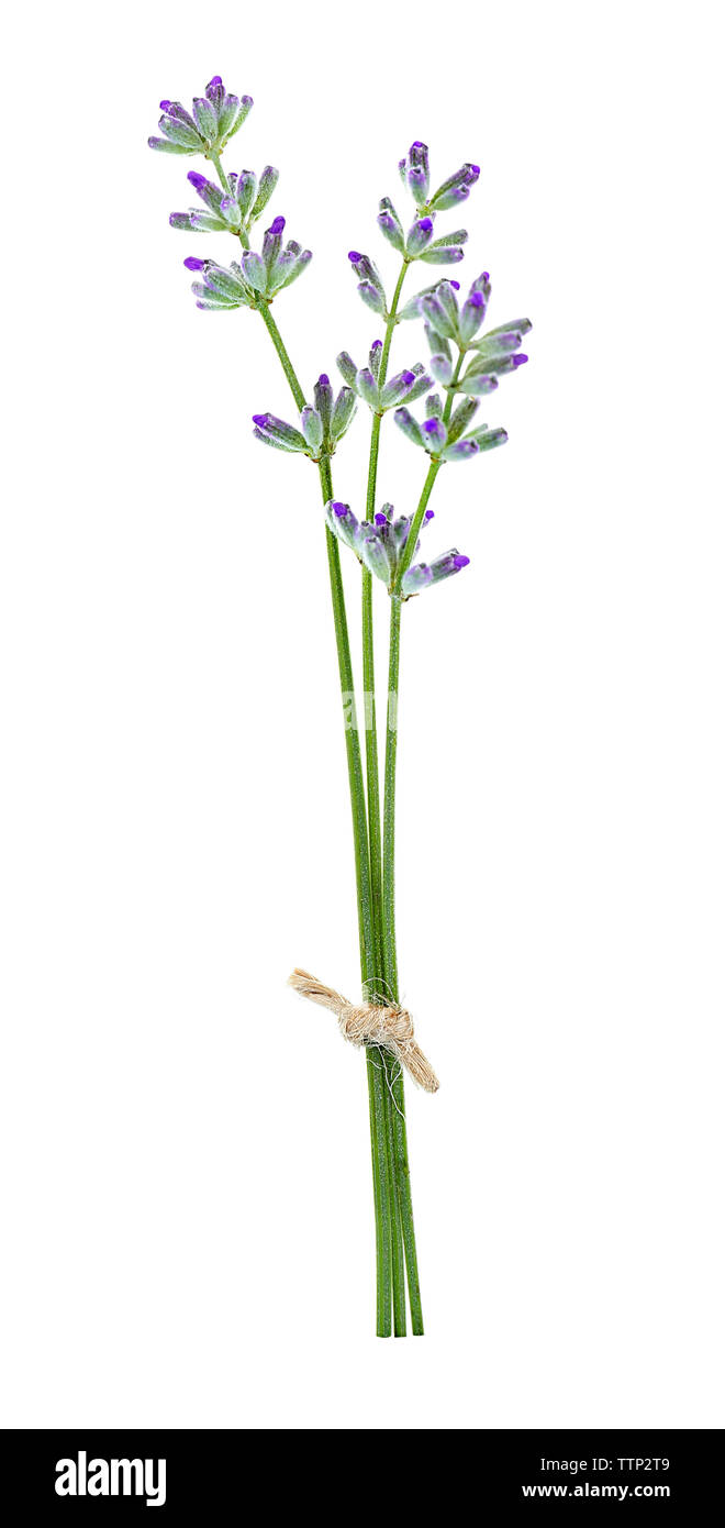 Lavender flowers on light background Stock Photo - Alamy