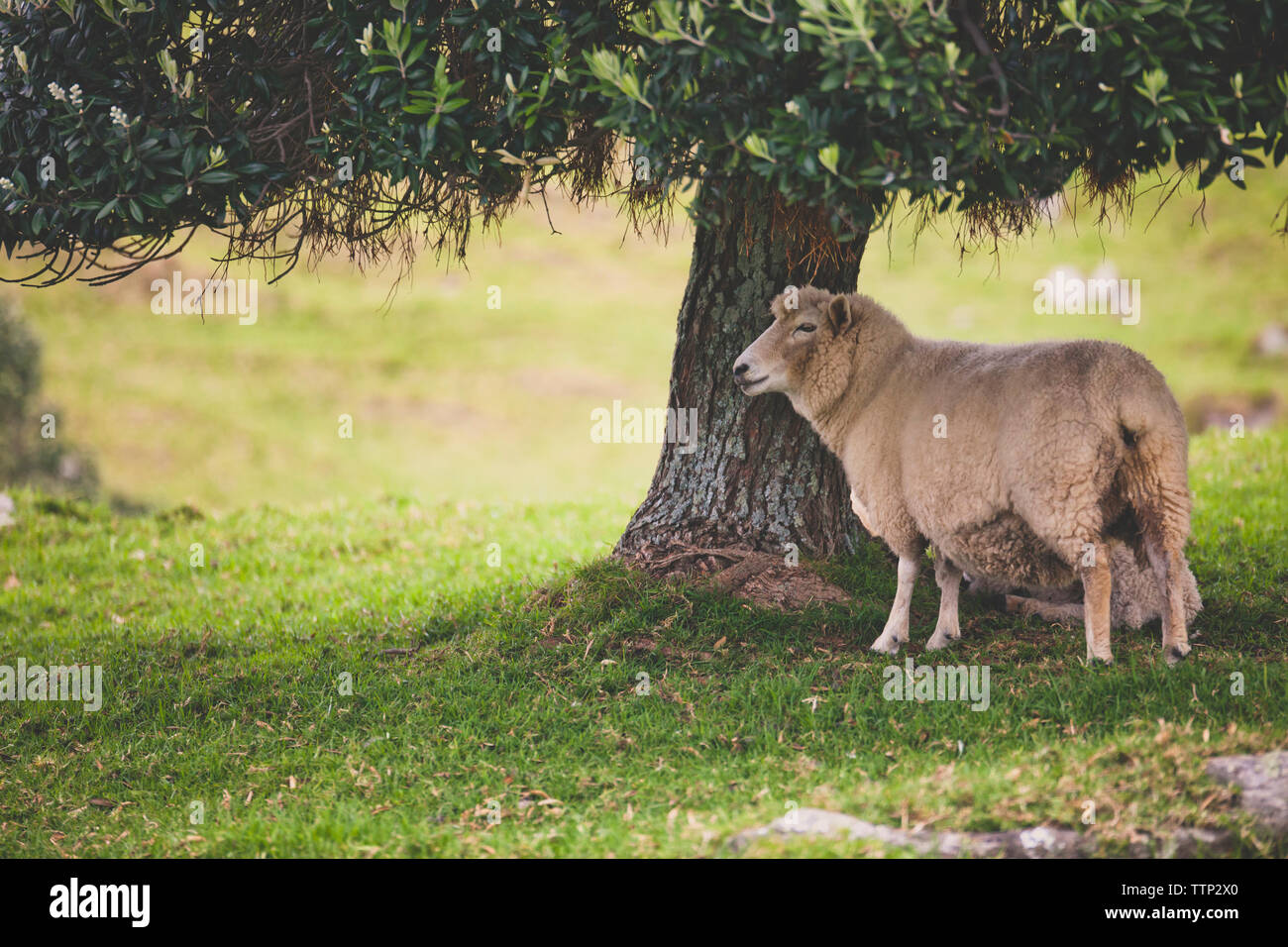 Sheep standing on field by tree Stock Photo - Alamy