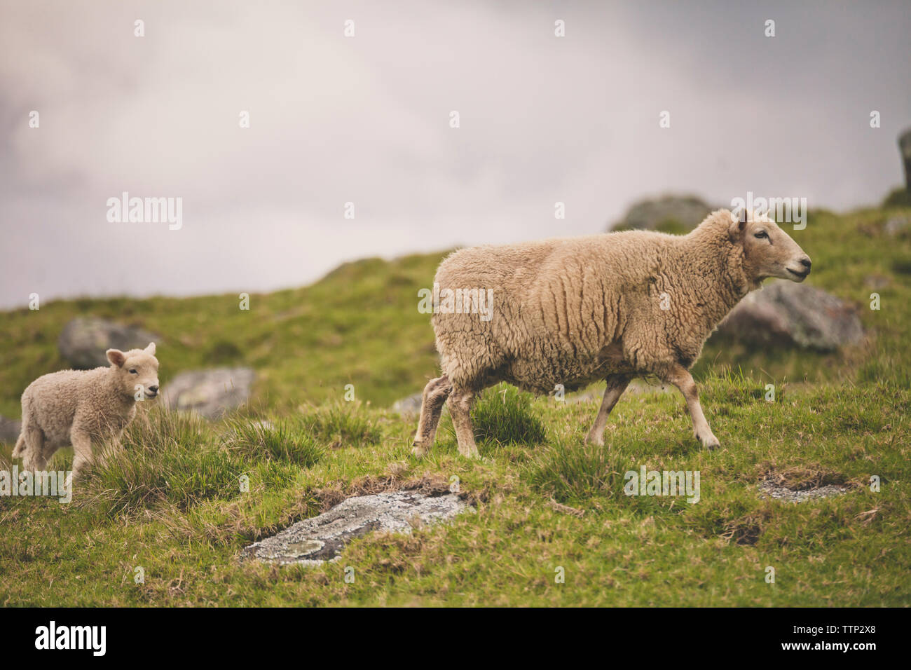 Lamb clouds hi-res stock photography and images - Alamy