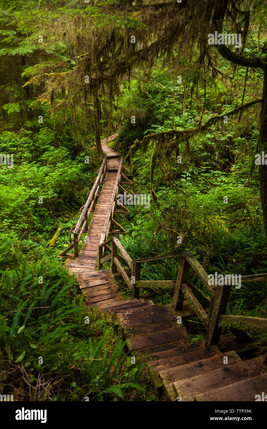 Boardwalk amidst plants in forest at Pacific Rim National Park Stock ...