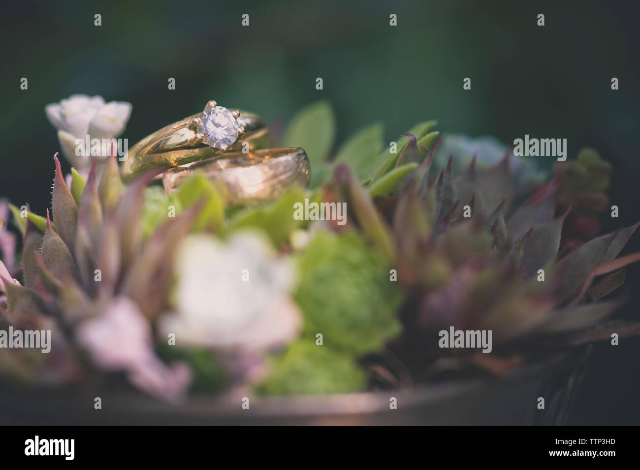 Close-up of wedding rings on plant Stock Photo - Alamy