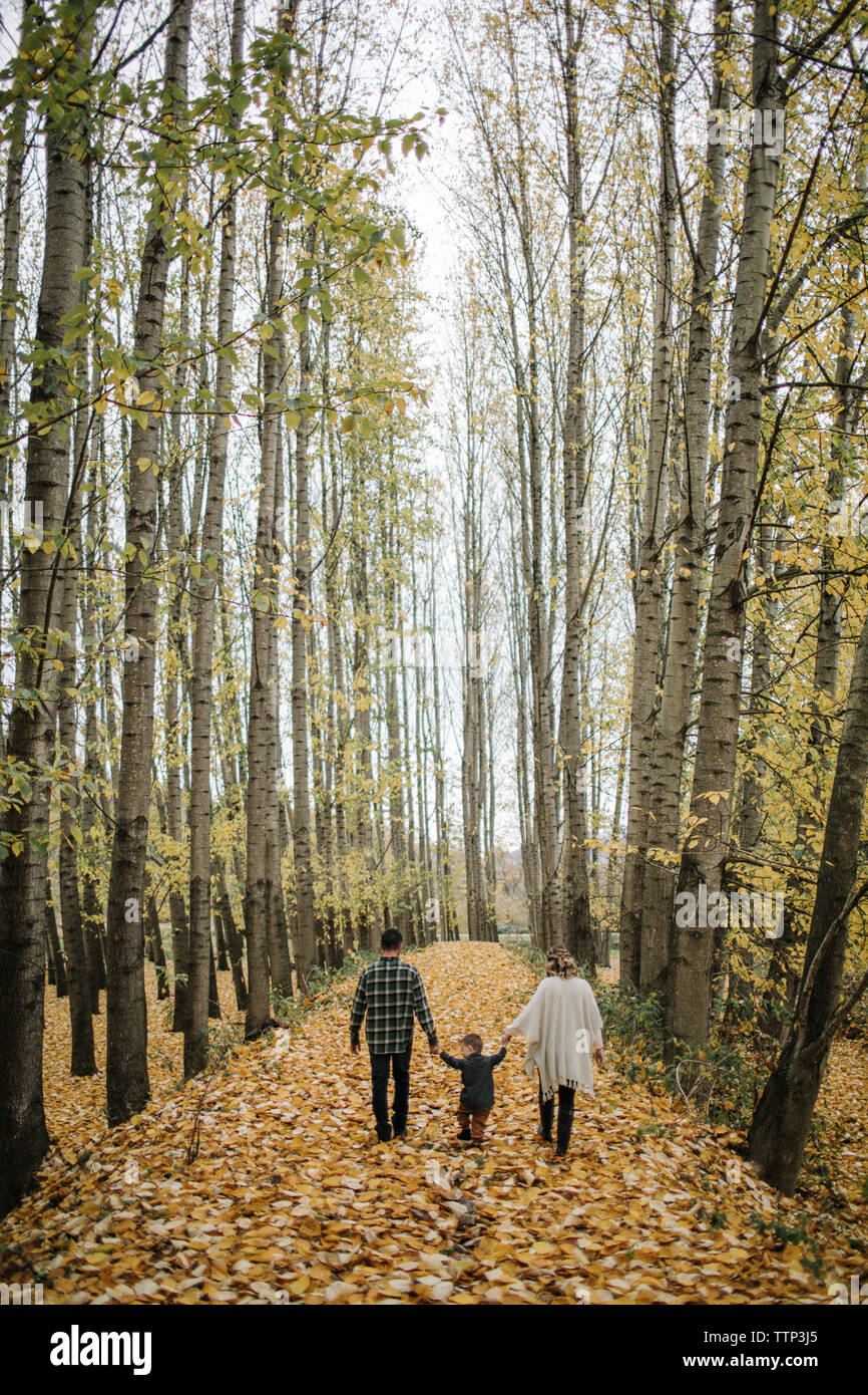 Rear view of parents and son walking amidst tree trunks in forest ...
