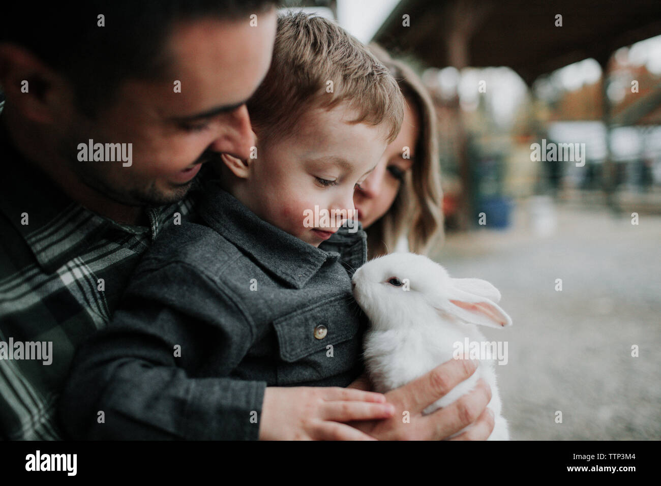 Close-up of cute son playing with rabbit by parents at farm Stock Photo ...