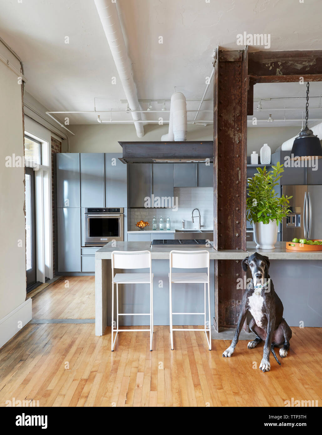Great Dane sitting by kitchen island at home Stock Photo - Alamy