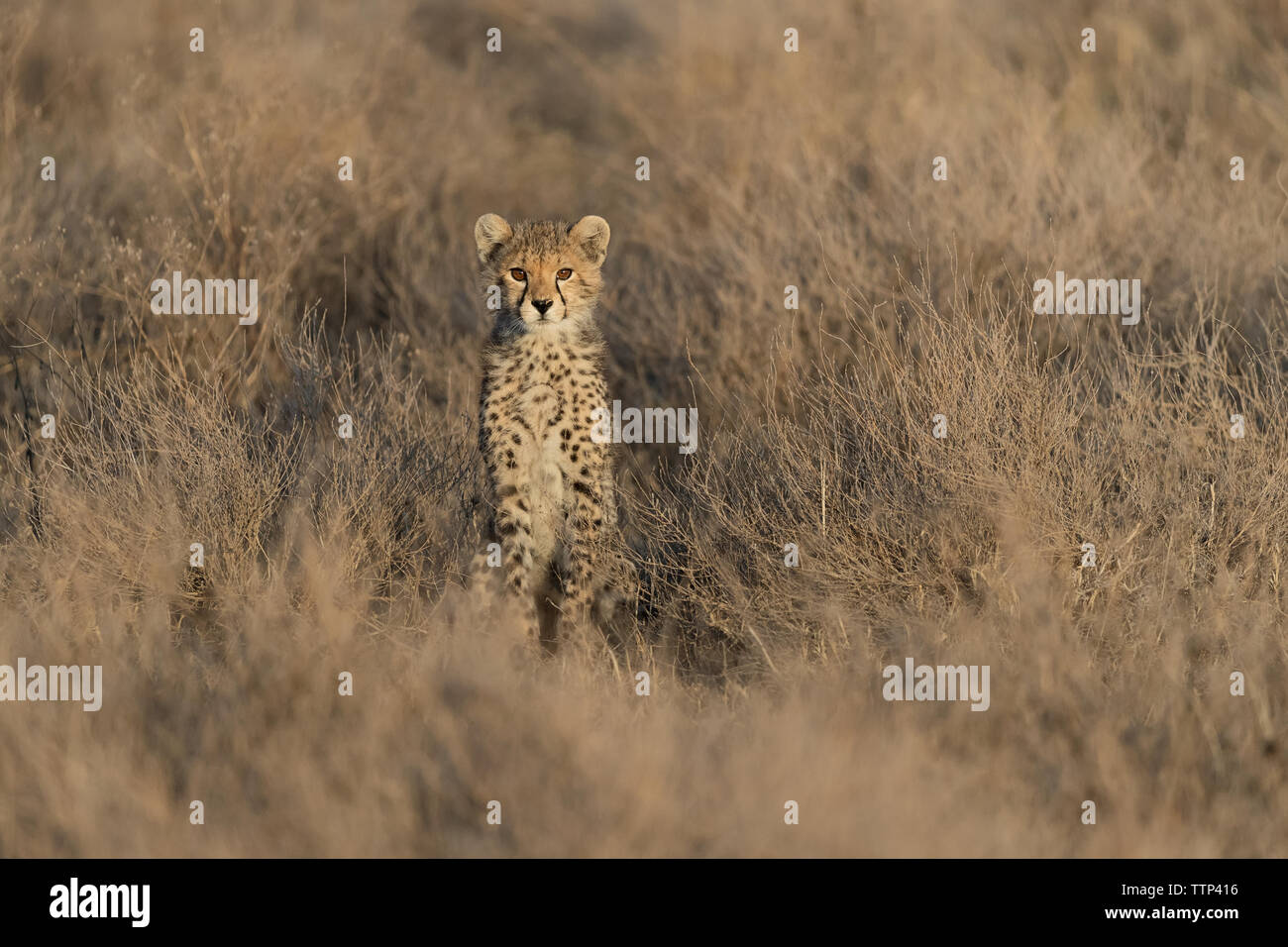 Fluffy cheetah cub hi-res stock photography and images - Alamy