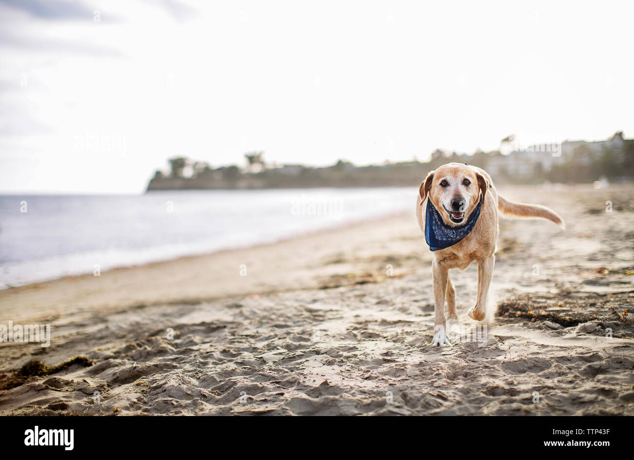 Portrait of Labrador Retriever walking at beach against clear sky Stock ...