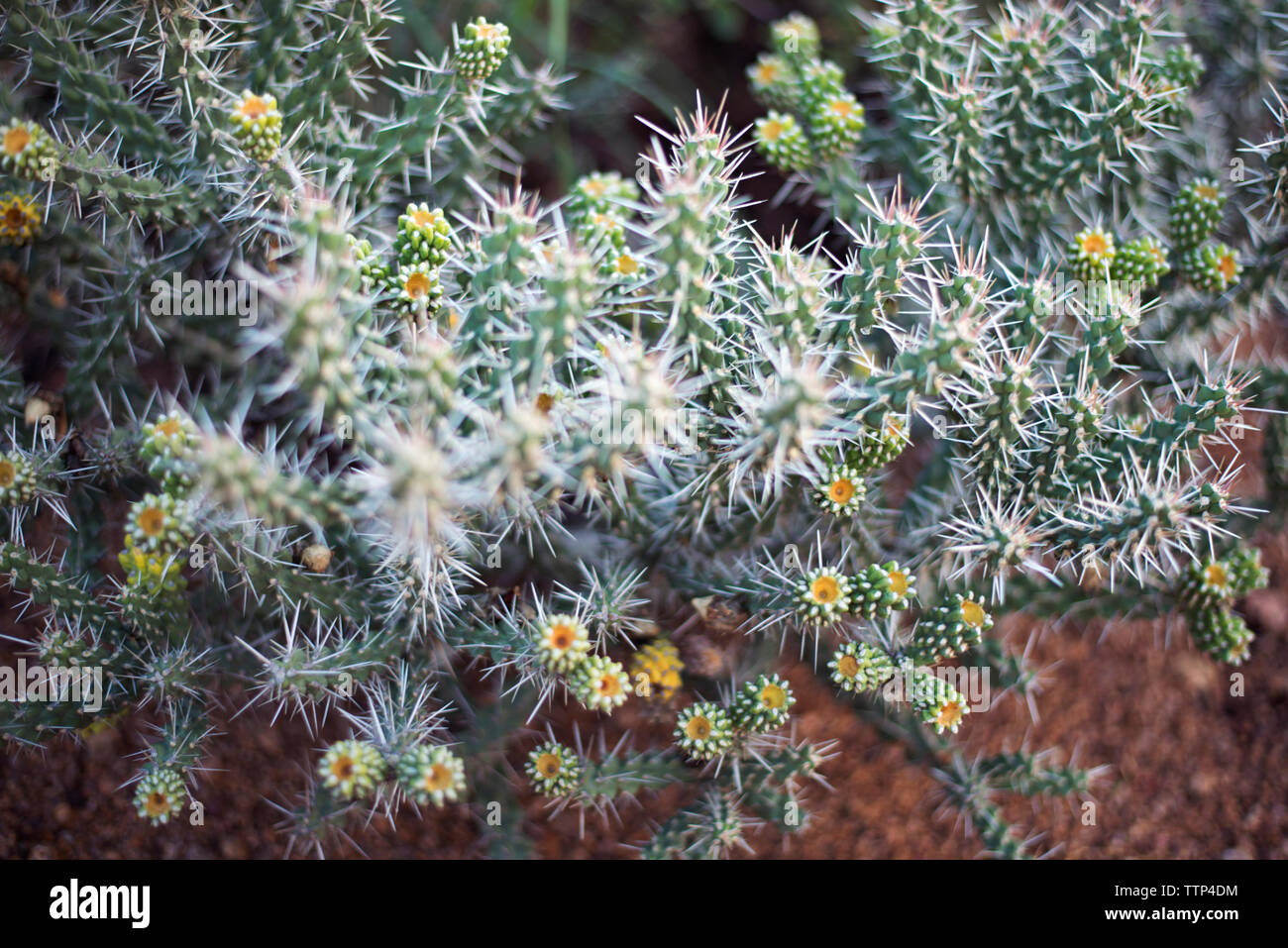 High angle view of cactus growing on field Stock Photo - Alamy