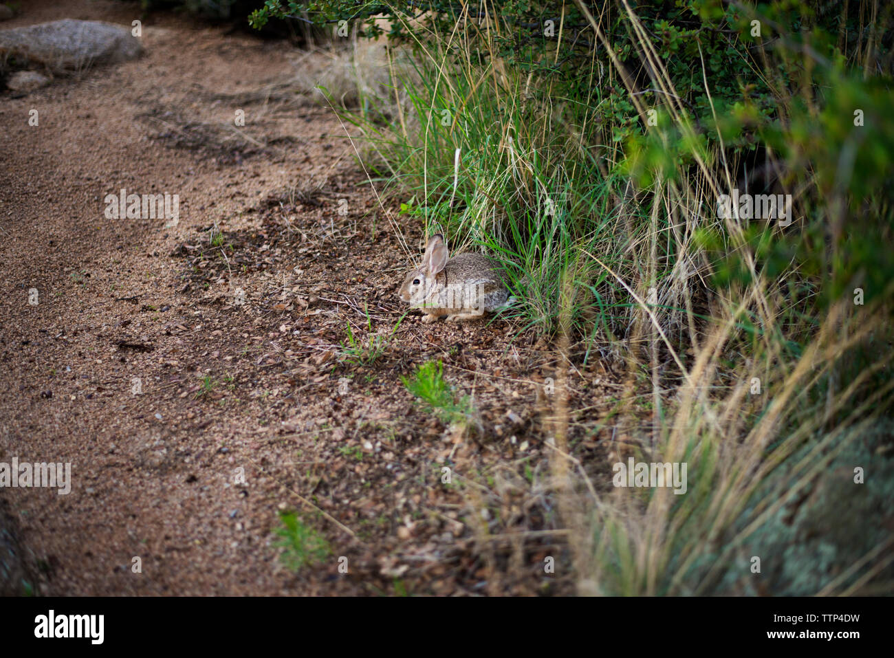 Rabbit field hi-res stock photography and images - Alamy
