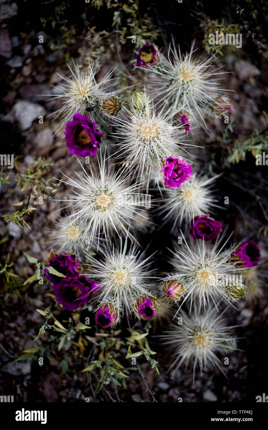 Overhead view of flowers hi-res stock photography and images - Alamy
