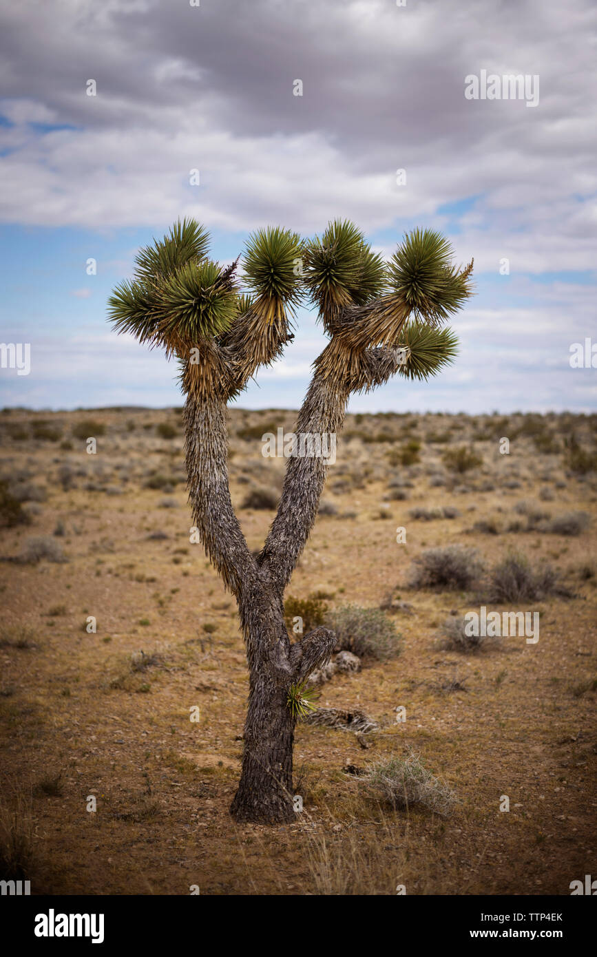 Tree growing on field hi-res stock photography and images - Alamy