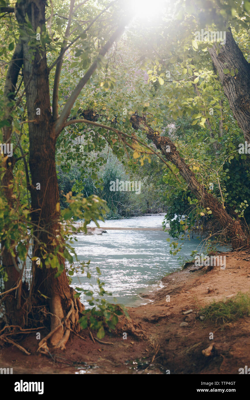 Scenic view of flowing river seen through trees in forest Stock Photo ...